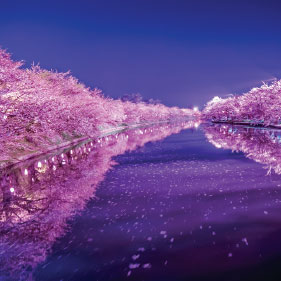 Japan Cherry Blossom Flower Sakura Hanami Viewing Seasons and Dates By ...