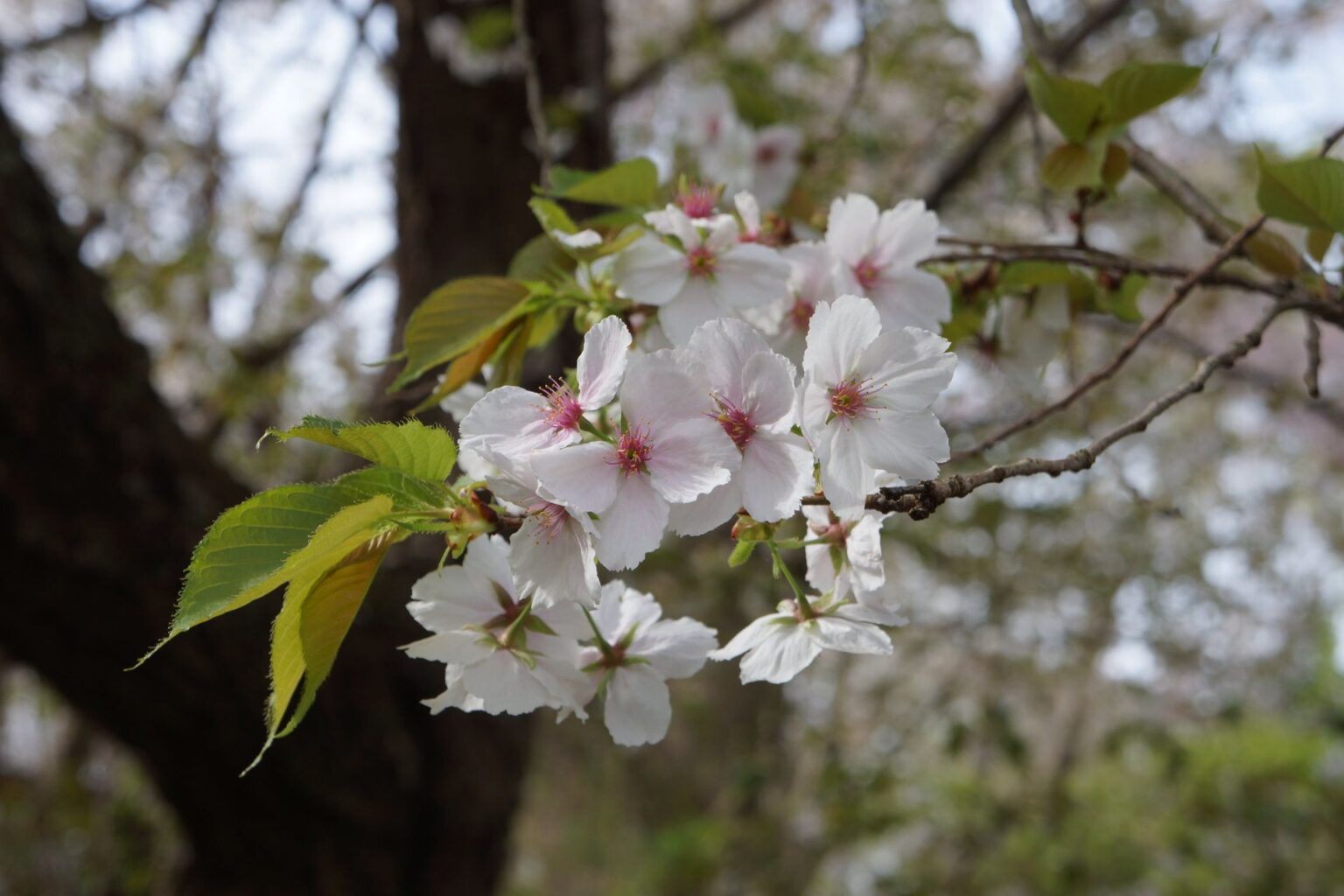Prunus 'Taihaku' Tree or Great White Cherry Tree - Japan Cherry Blossoms