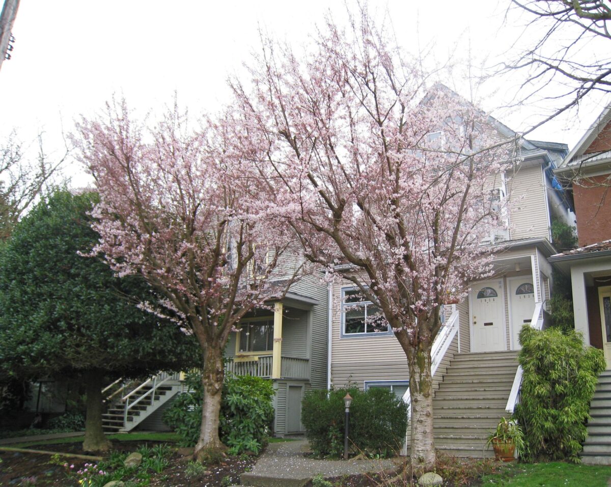 Prunus 'Pandora' Tree - Japan Cherry Blossoms